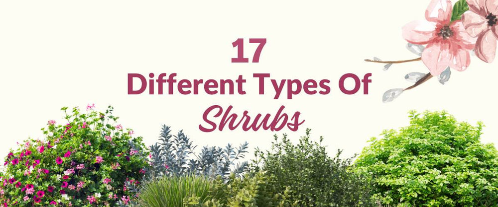 17 Different Types of Shrubs: Verities of Shrubs in India – Greenkin