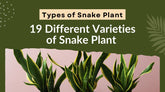 Types of Snake Plants: 19 Different Varieties of Snake Plants – Greenkin