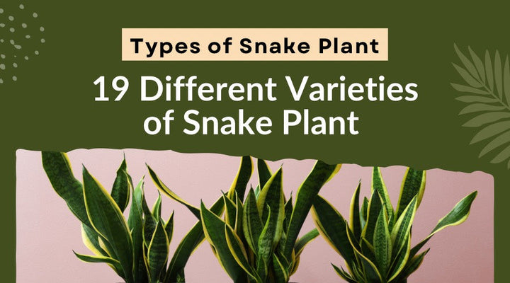 Types of Snake Plants: 19 Different Varieties of Snake Plants – Greenkin