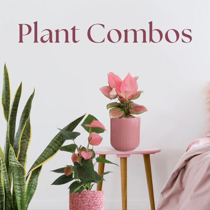Buy Best Plant Combos Online in India – Greenkin