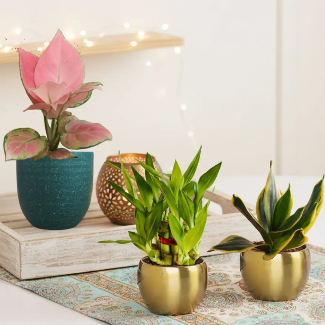 Buy Small Plants Online In India | Greenkin