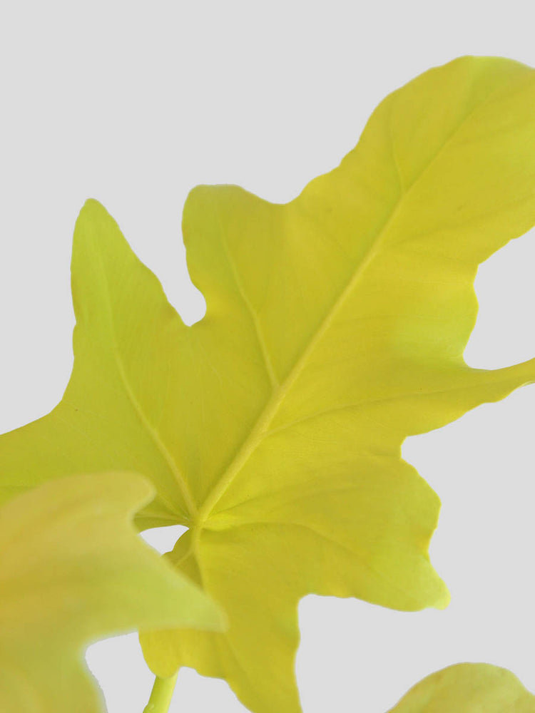 Golden Selloum (Large) – Greenkin