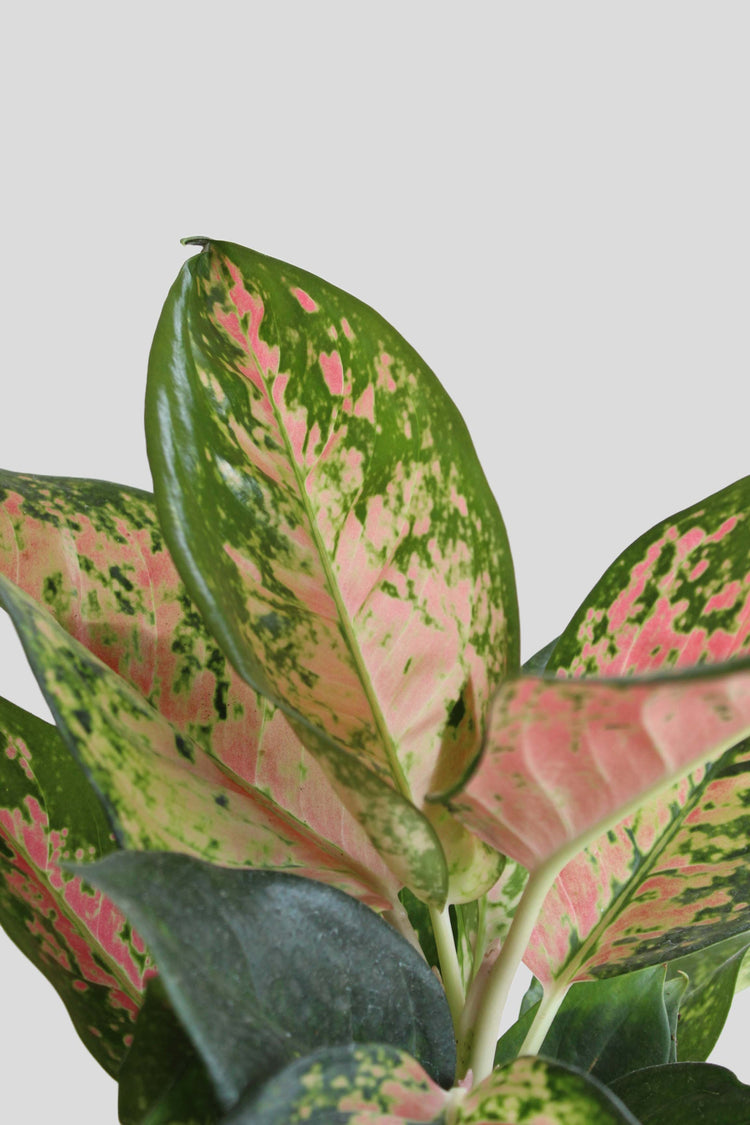 Aglaonema 'O' Rose Cochin (Large) – Greenkin
