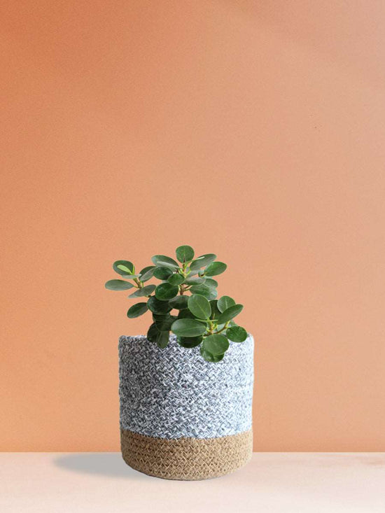 Ficus Compacta (Medium) – Greenkin