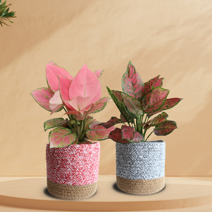 Buy Plants Online | Greenkin - India's Best Online Plant Nursery