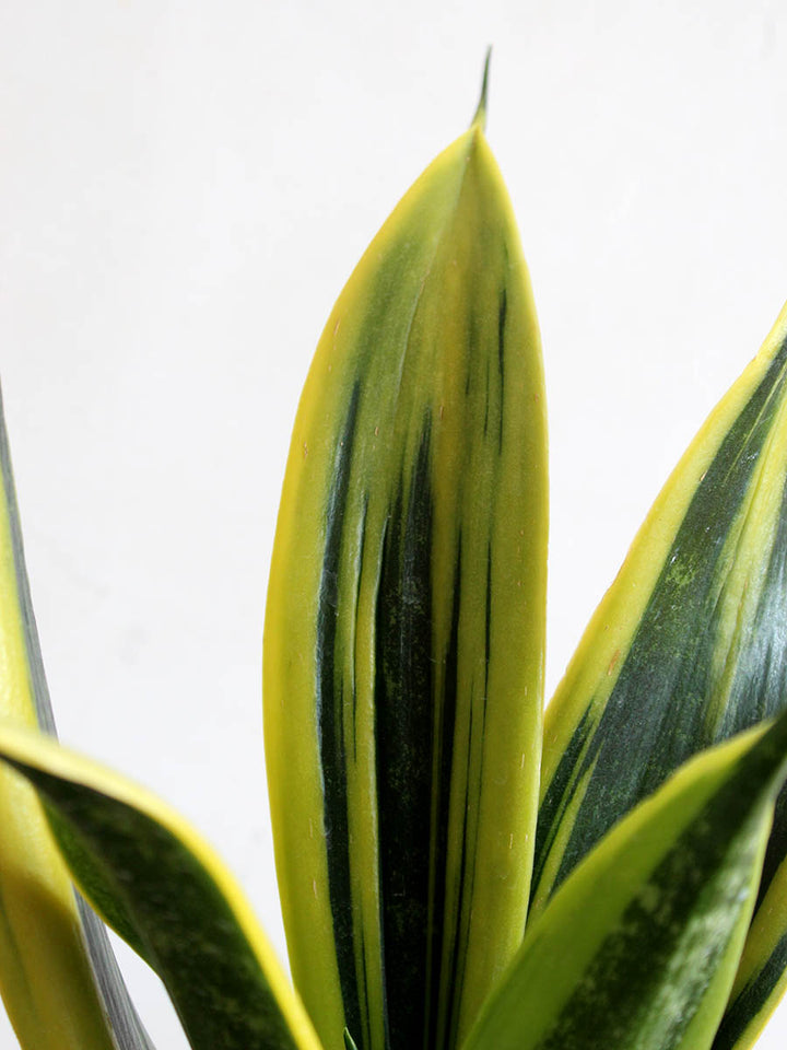 Buy Snake Plants Online in India | Snake Plant Collection – Greenkin