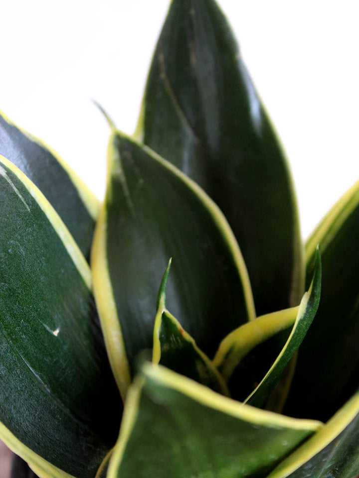 Buy Snake Plants Online in India | Snake Plant Collection – Greenkin